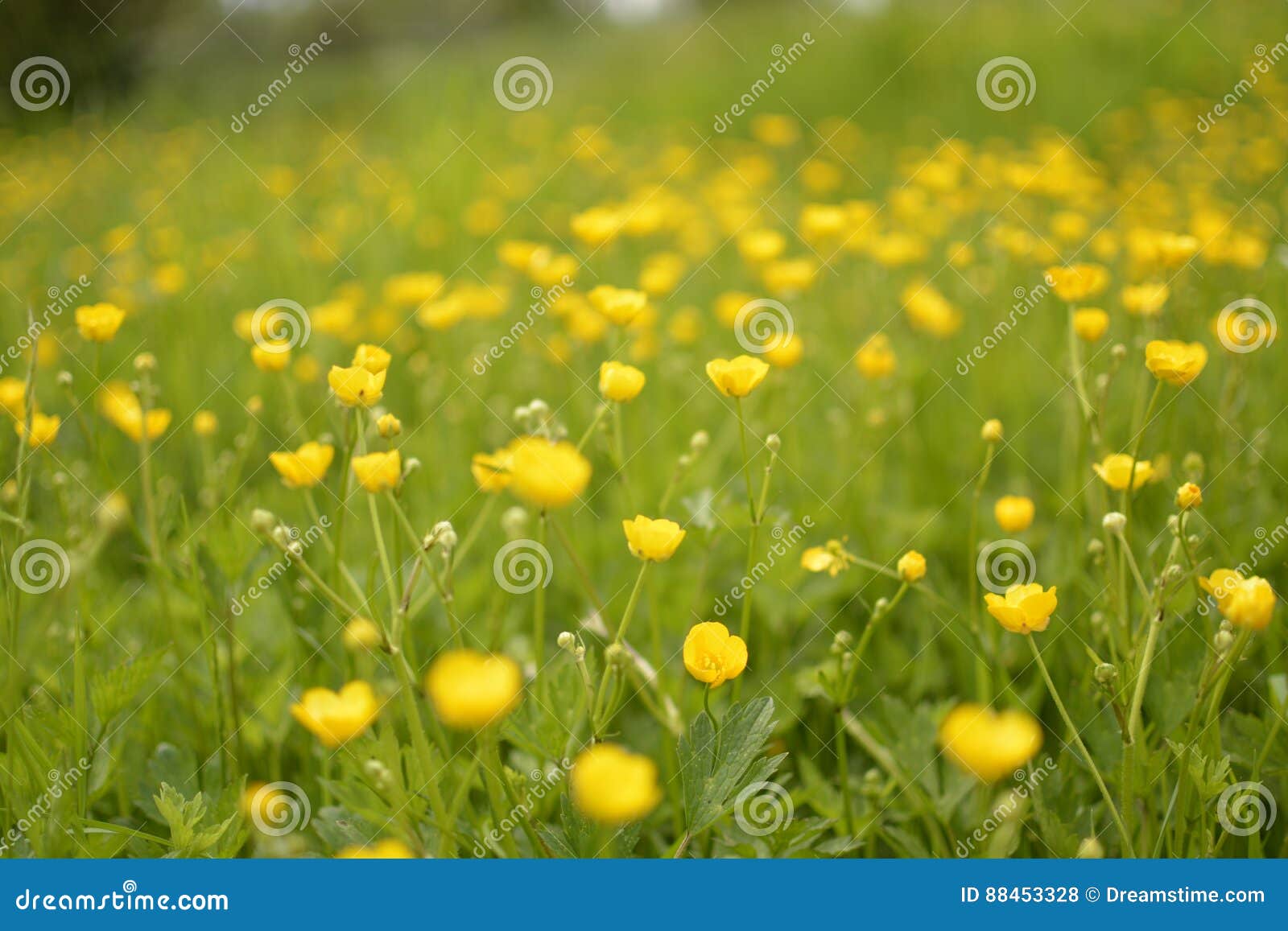 Yellow meadow stock photo. Image of flower, fleurs, field - 88453328
