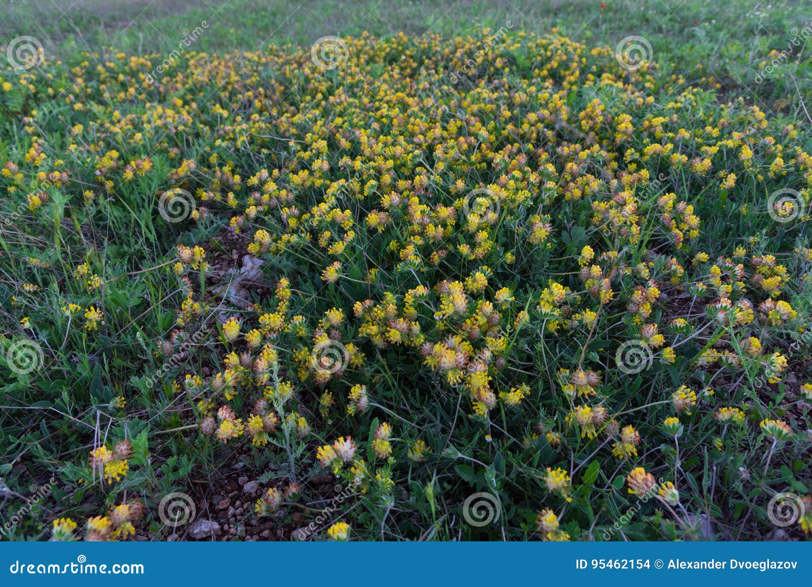 Yellow Meadow Flowers Closeup Stock Photo - Image of gregarious, colza ...