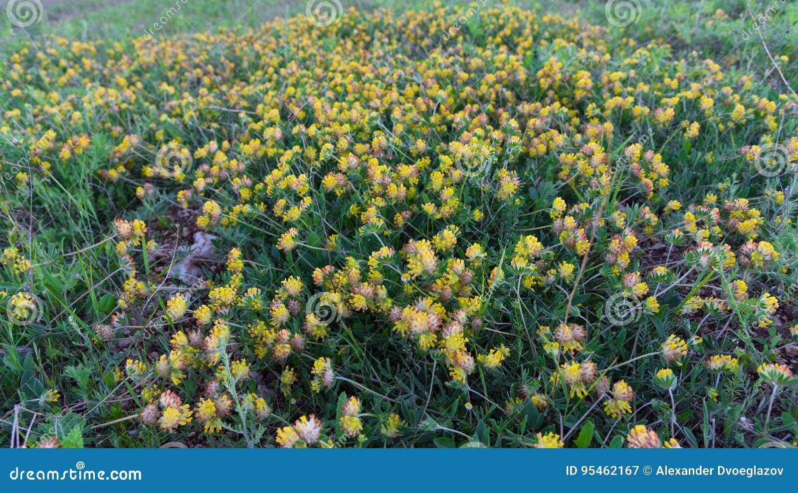 Yellow Meadow Flowers Closeup Stock Image - Image of ecology, farm ...