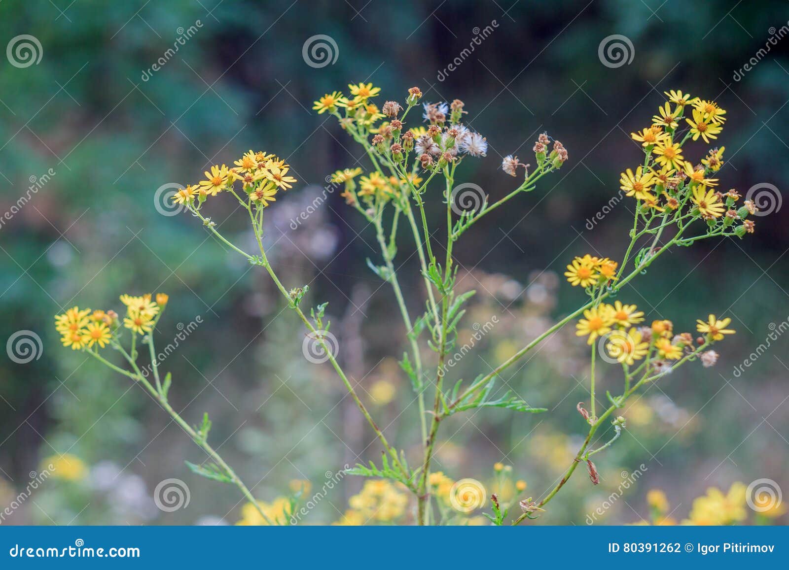 Yellow meadow flowers stock photo. Image of yellow, leaves - 80391262