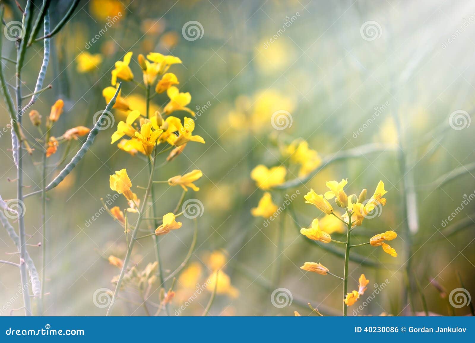 Yellow Meadow Flowers Illuminated by Sunrays Stock Photo - Image of ...