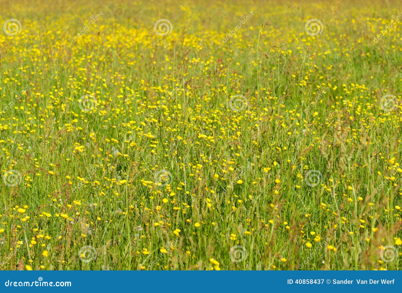 Yellow meadow stock image. Image of outdoor, fresh, drenthe - 40858437