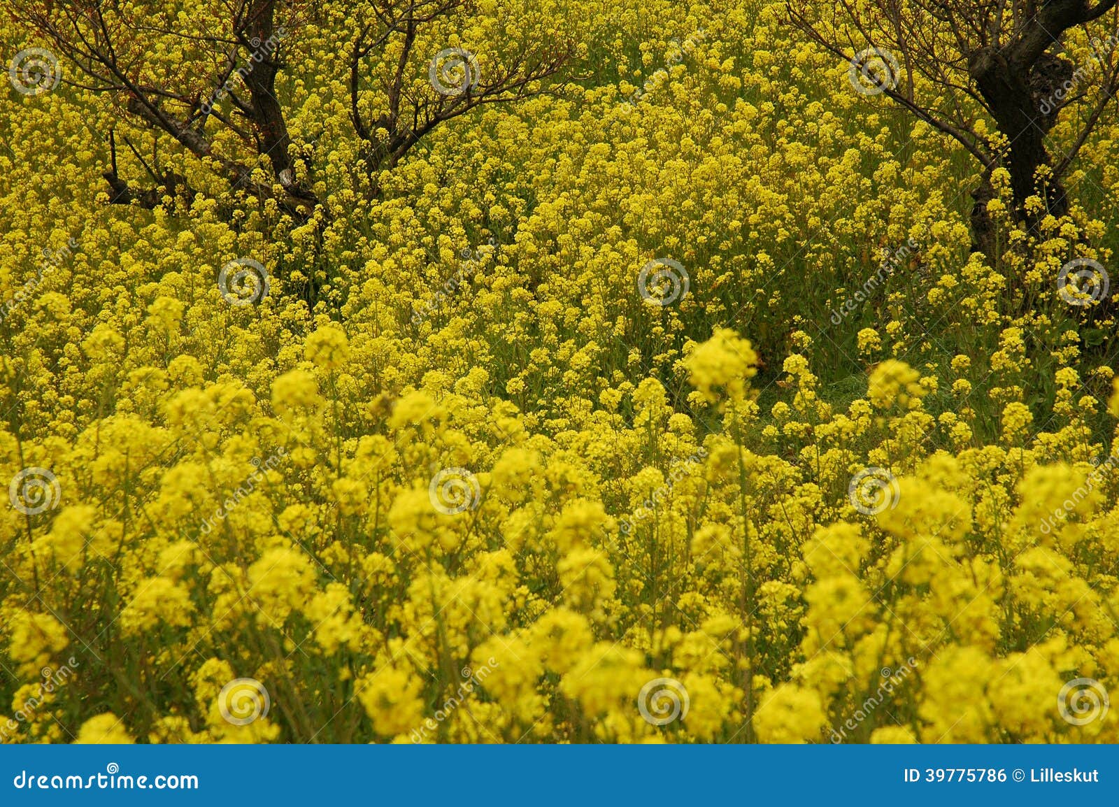 Yellow meadow stock photo. Image of green, tress, blooming - 39775786
