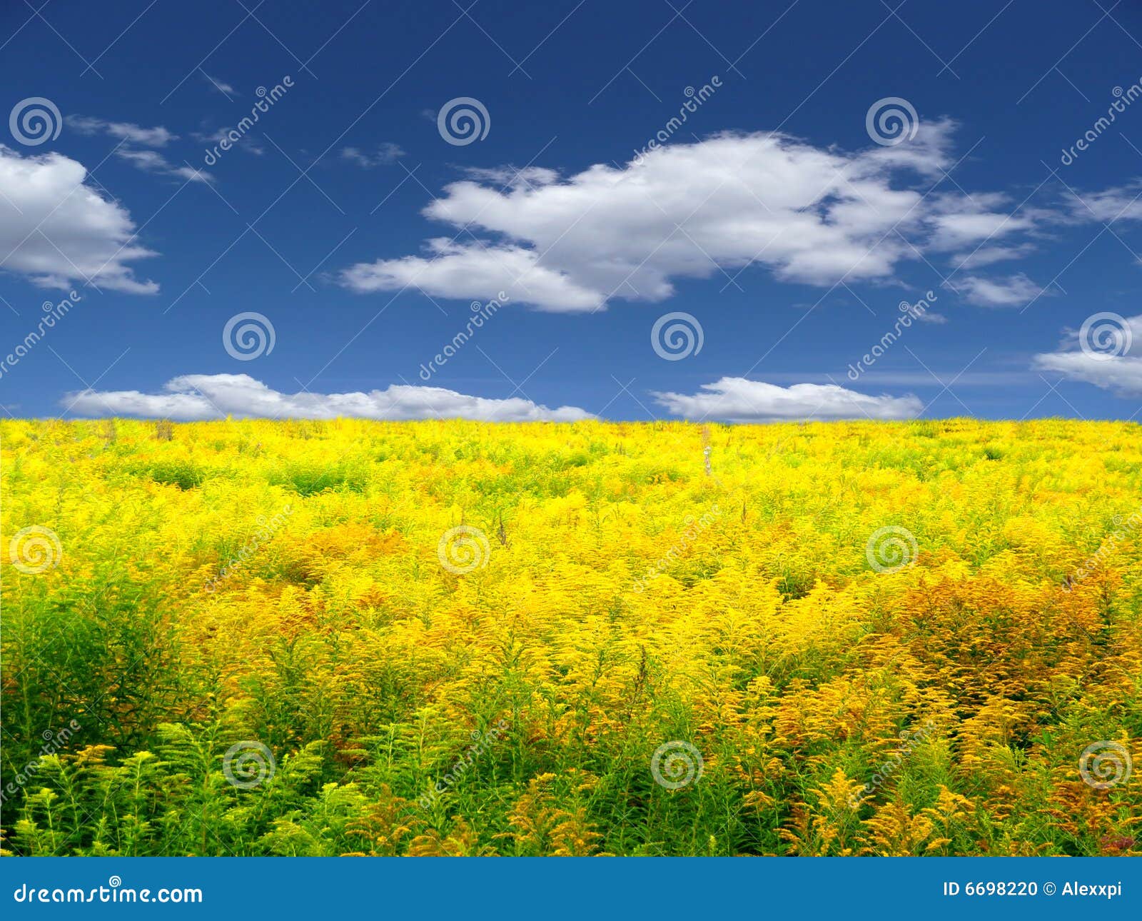Yellow meadow landscape stock photo. Image of outdoor - 6698220