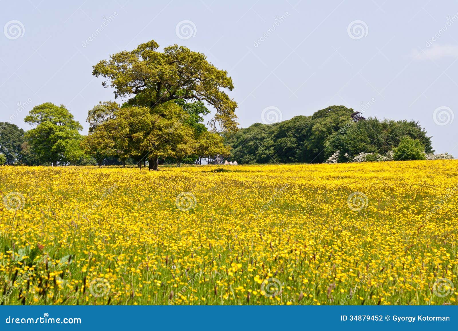 Yellow meadow stock photo. Image of meadow, flowers, large - 34879452