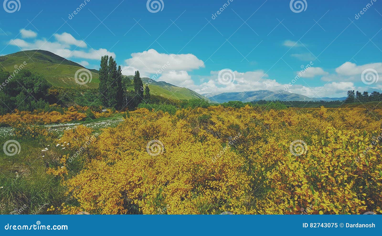 Yellow meadow, New Zealand stock image. Image of blue - 82743075