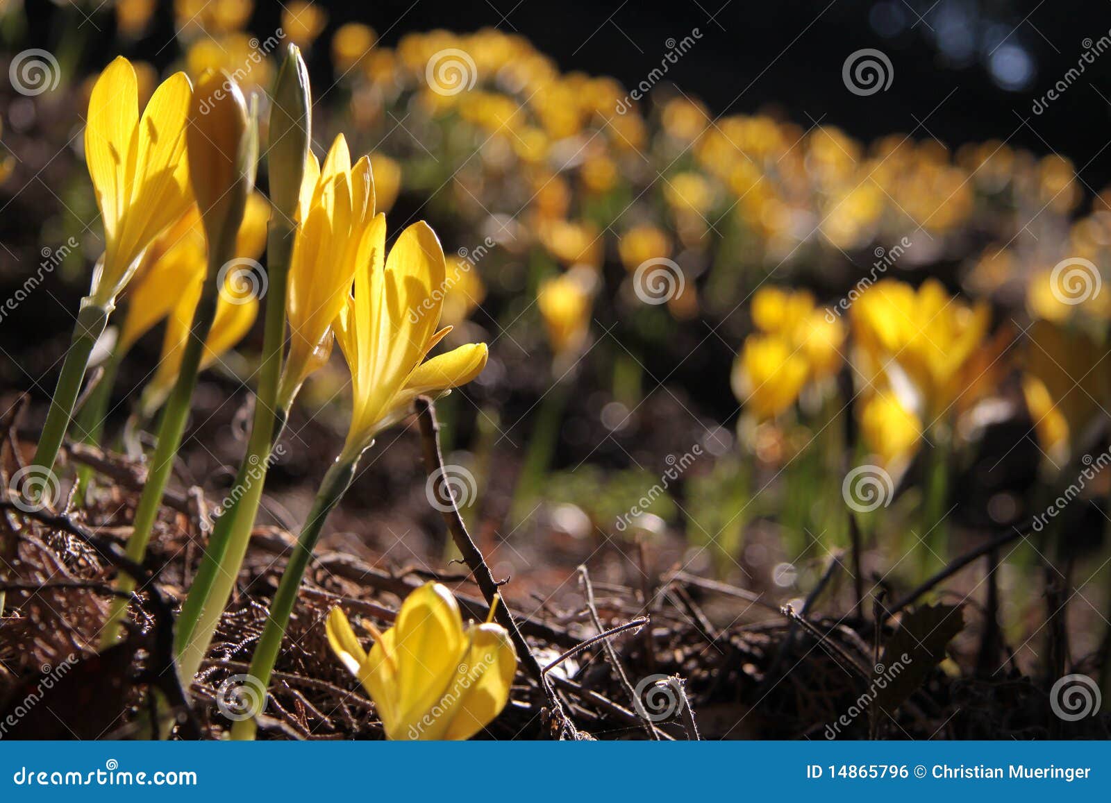 Yellow meadow saffron stock photo. Image of shady, elsa - 14865796