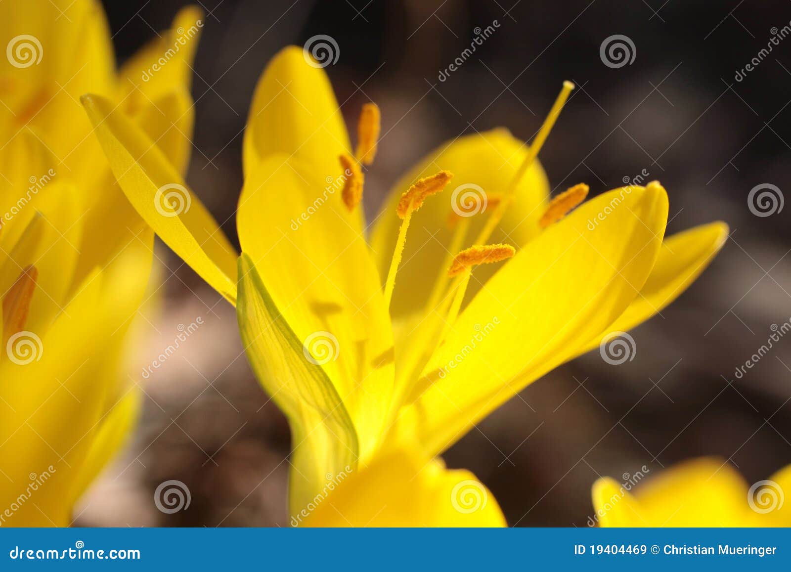 Yellow meadow saffron stock image. Image of shade, liliales - 19404469