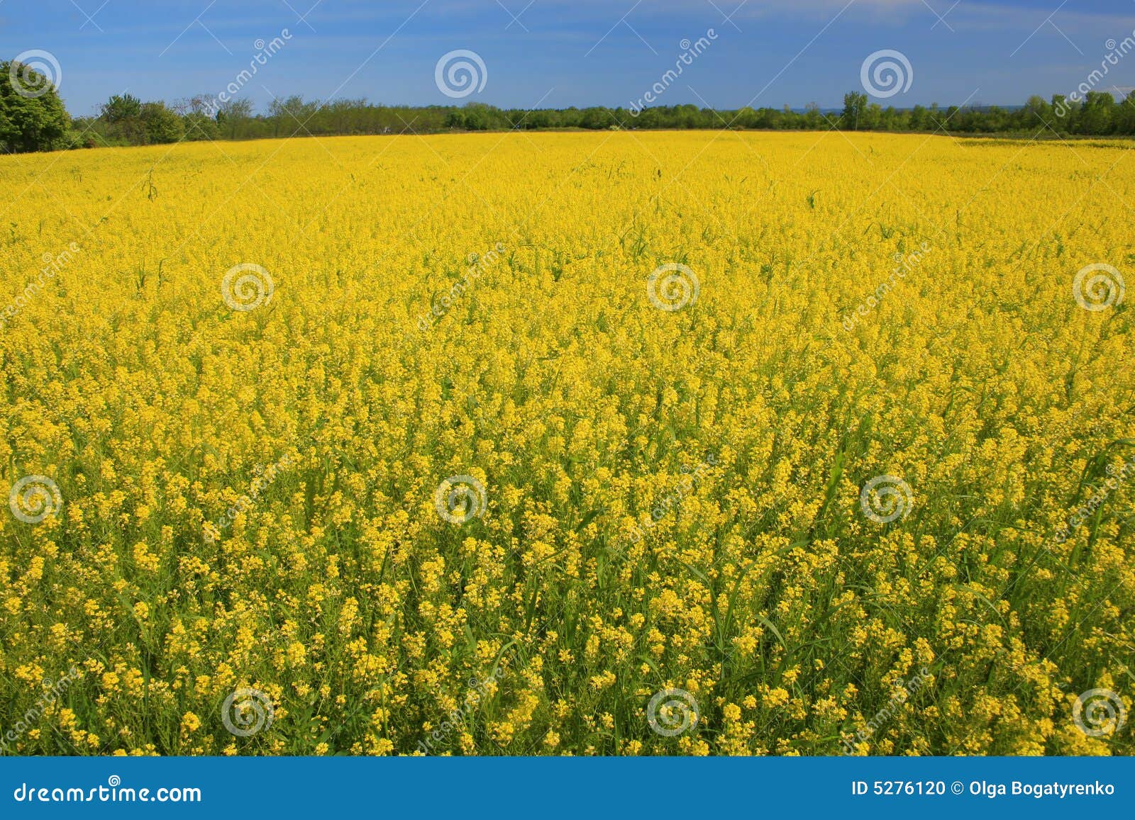 Yellow Meadow in Summer or Spring Stock Photo - Image of hiking, stem ...