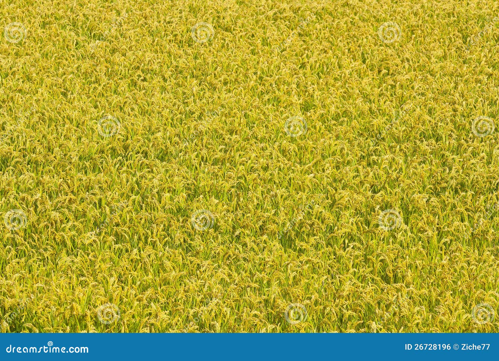 Yellow meadow texture stock photo. Image of relax, green - 26728196