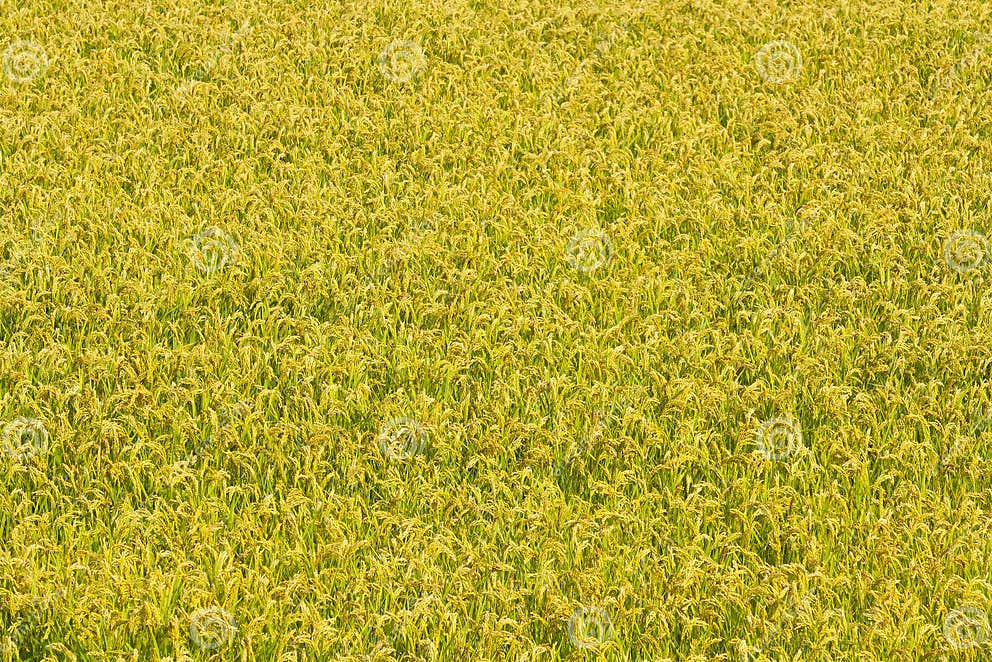 Yellow meadow texture stock photo. Image of relax, green - 26728196