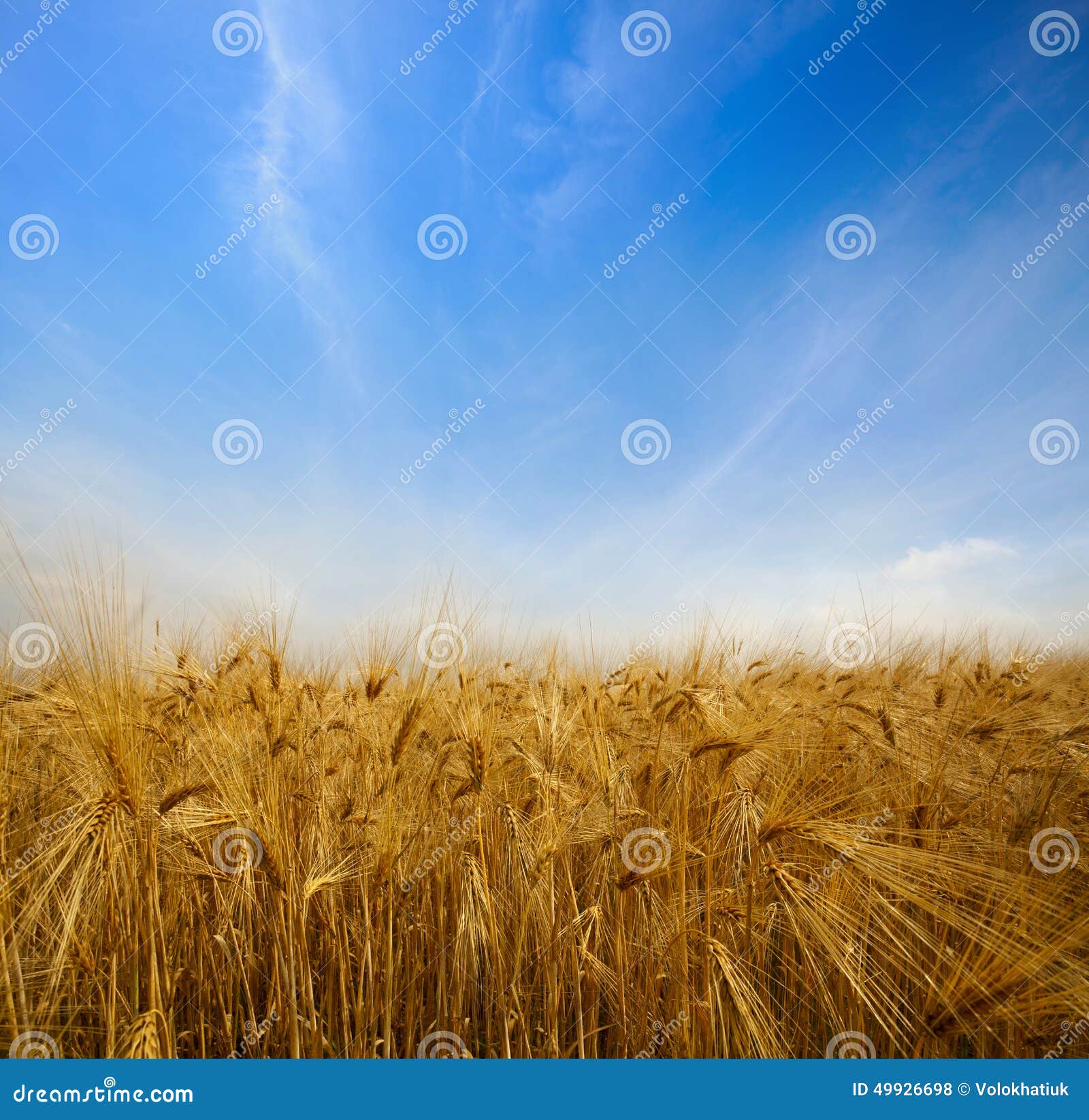 Yellow meadow stock photo. Image of land, landscape, nature - 49926698