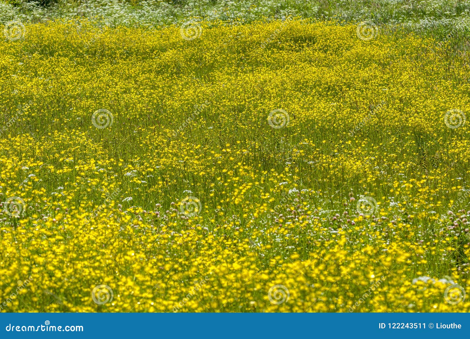 Yellow meadow wildflowers stock image. Image of floral - 122243511