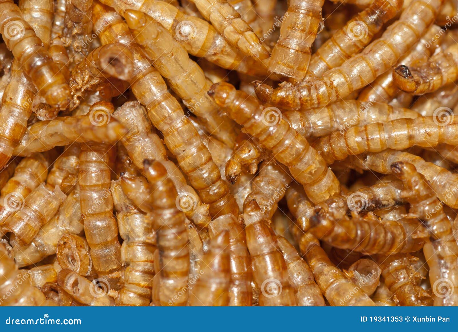 Yellow meal worm stock image. Image of focus, macro, fishing - 19341353
