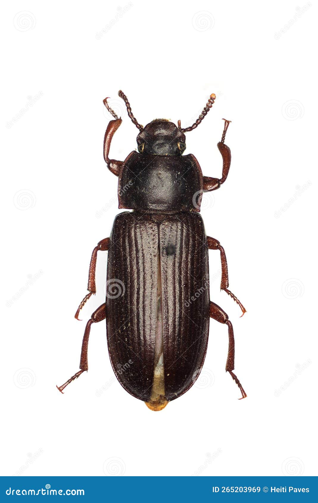 Yellow Mealworm Beetle, Tenebrio Molitor, a Species of Darkling Beetle ... Yellow Mealworm Beetle, Tenebrio Molitor, a Species of Darkling Beetle ...