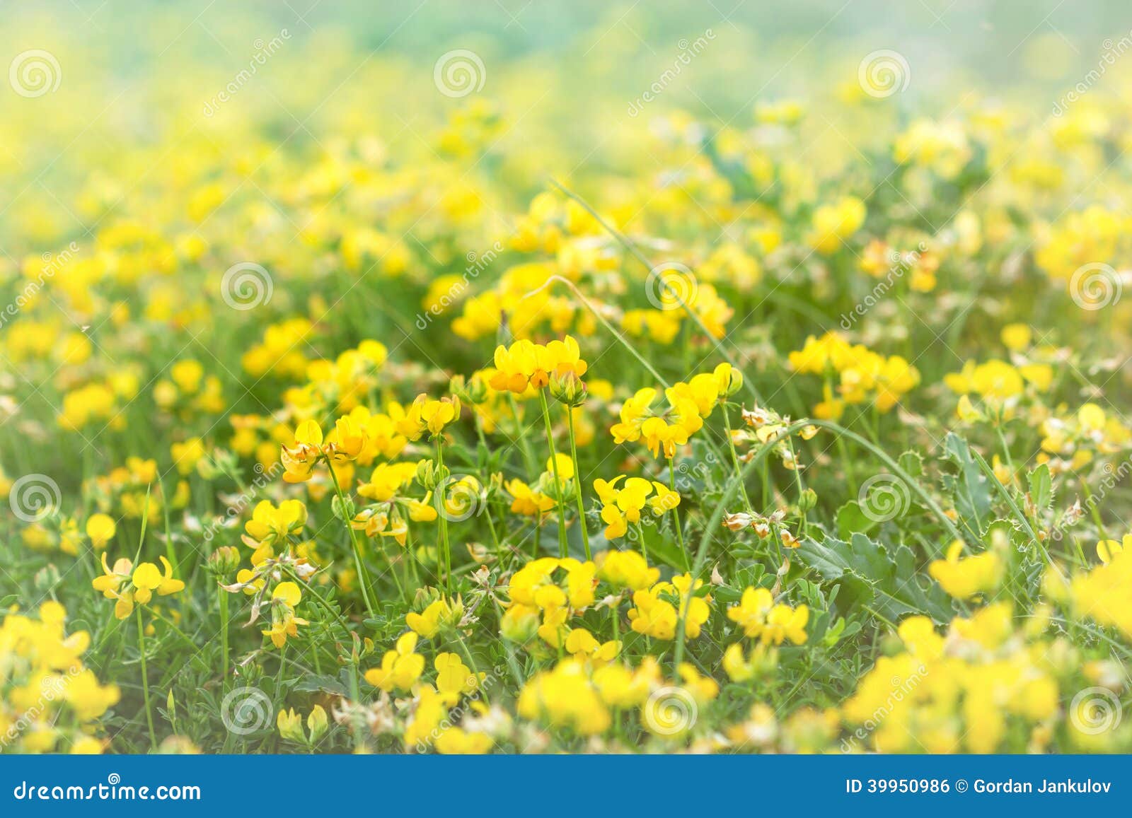Yellow medow flowers stock photo. Image of april, bloom - 39950986