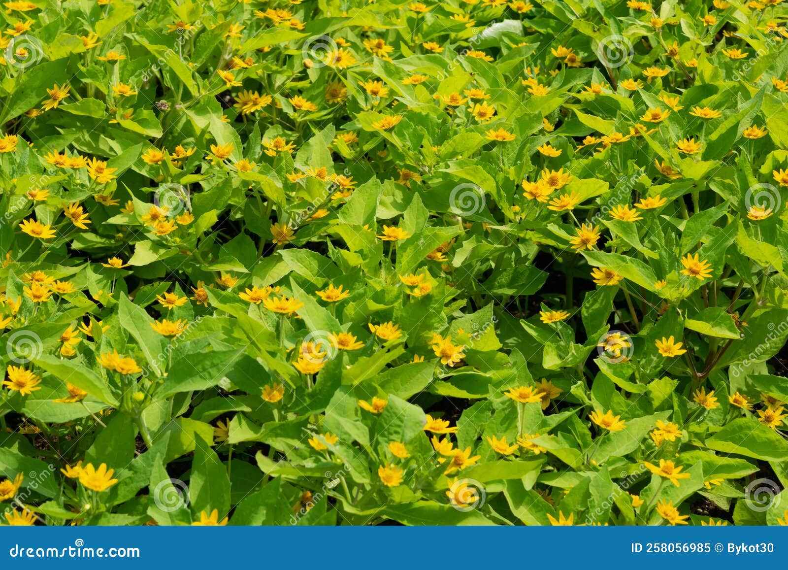 Yellow Melampodium Flowers in the Garden. Stock Image - Image of season ...