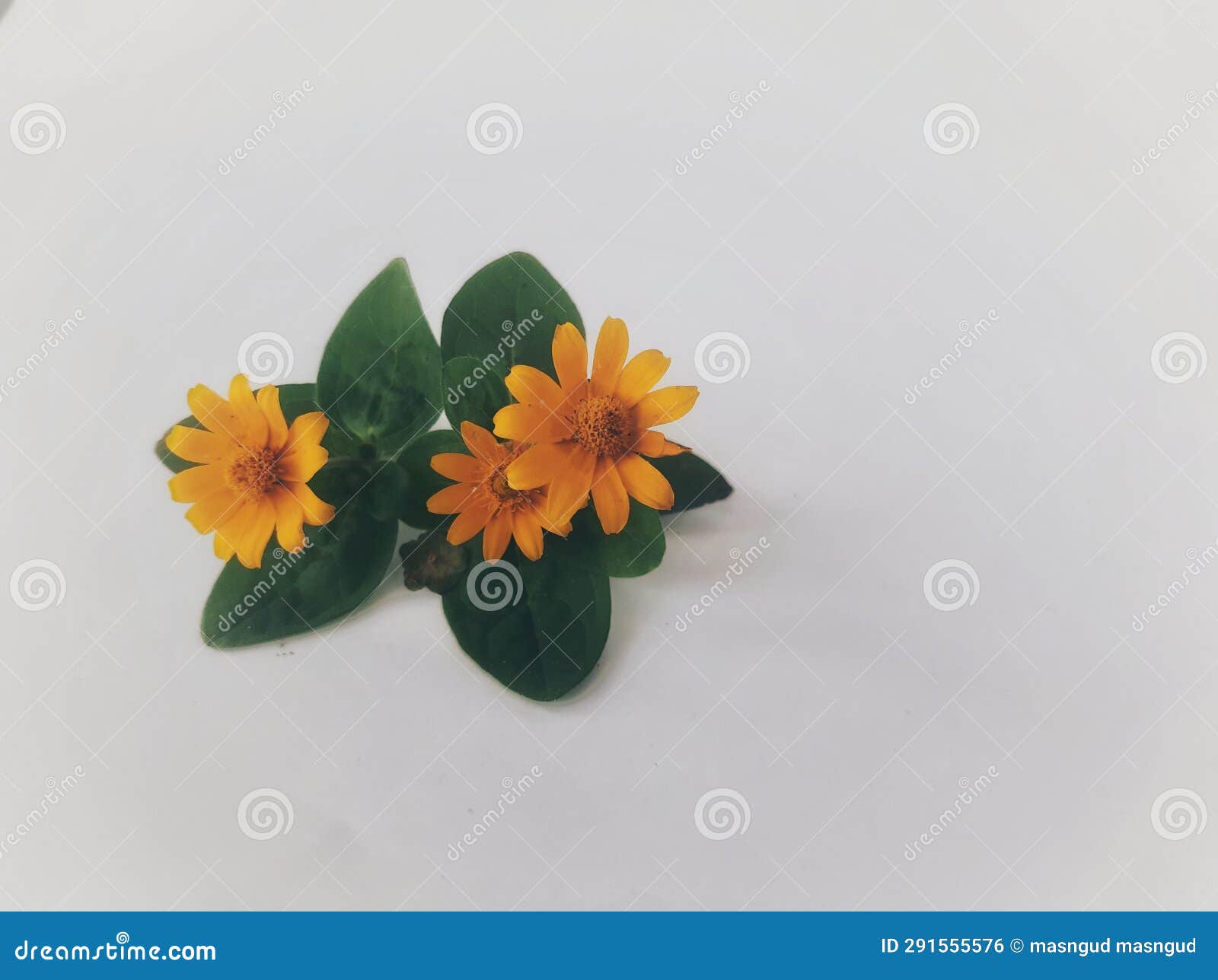 Yellow Melampodium Flowers in a Studio Photo on a White Background ...