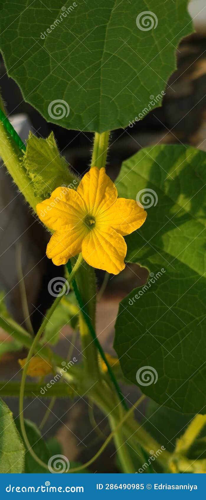 Yellow melon flower stock image. Image of nature, melon - 286490985