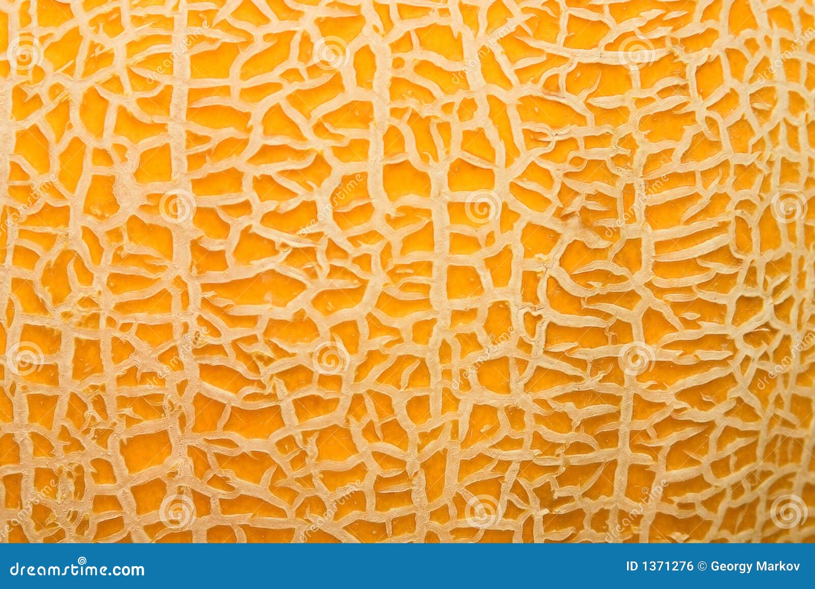 Yellow melon fruit surface stock photo. Image of yellow - 1371276