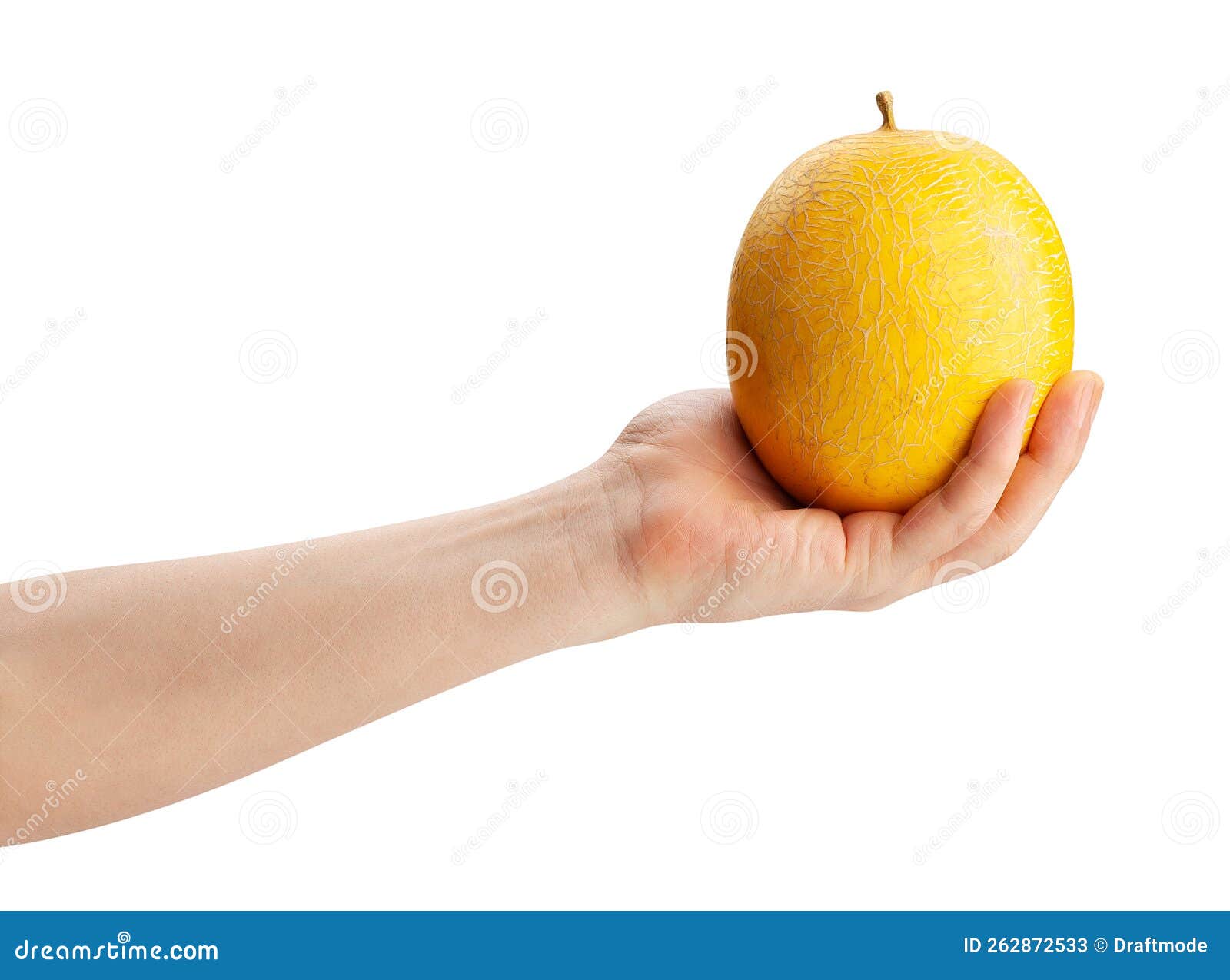 Yellow melon in hand stock image. Image of single, hand - 262872533