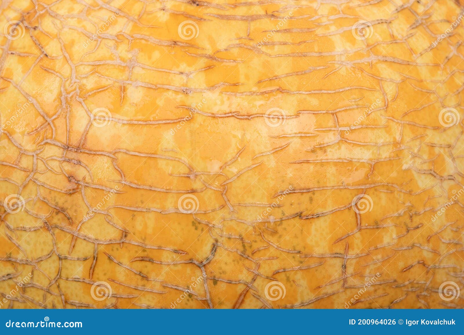 Yellow melon skin stock photo. Image of organic, melon - 200964026