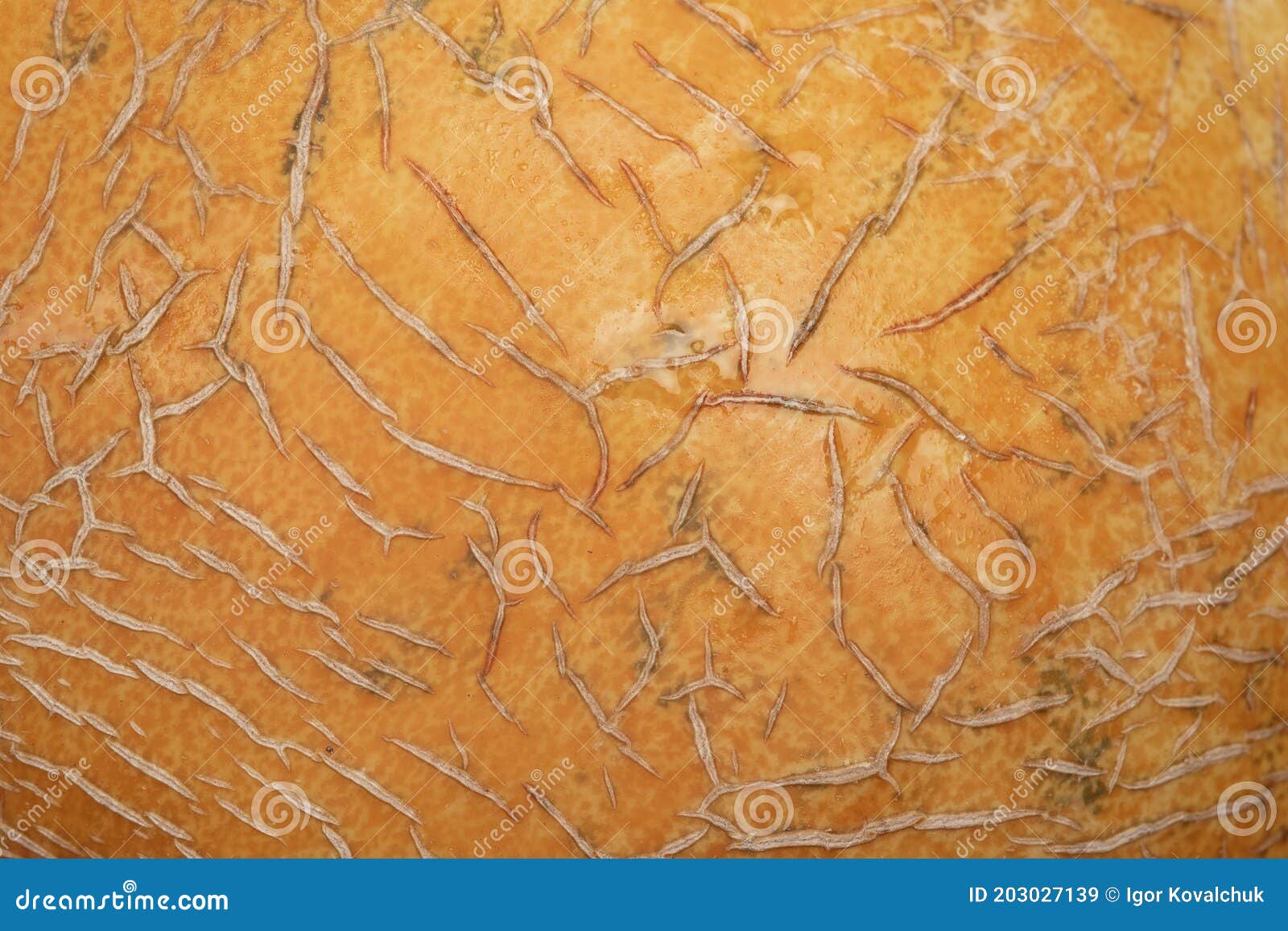 Yellow melon skin stock image. Image of macro, freshness - 203027139