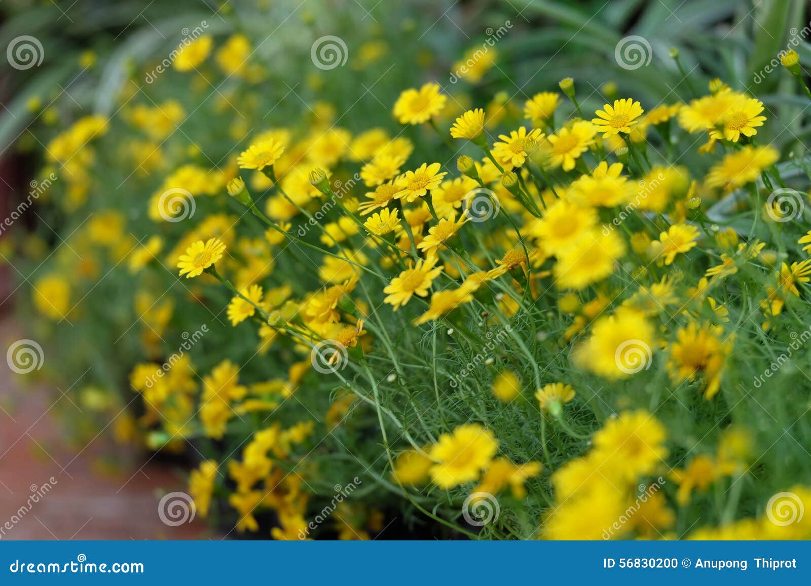 Yellow Mexican Diasy stock photo. Image of yellow, season - 56830200