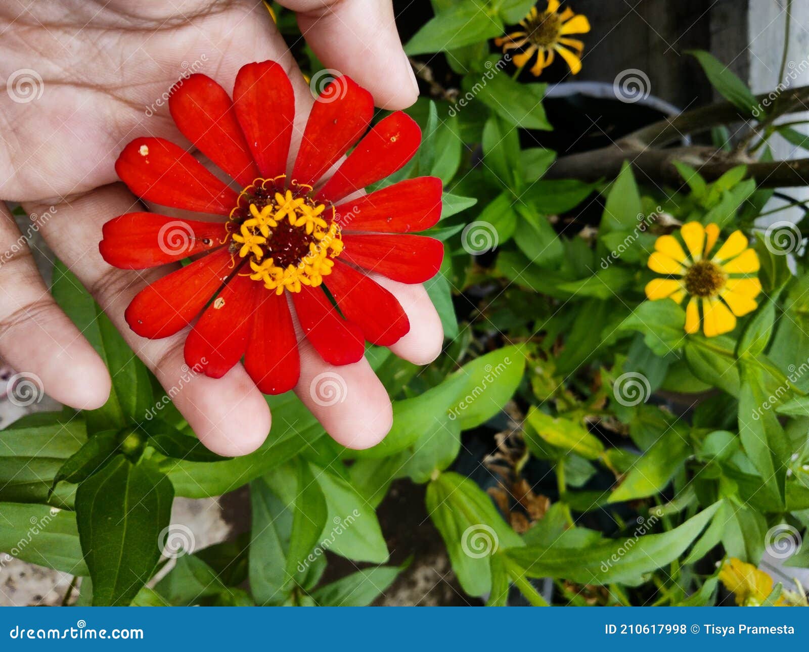 Yellow in the Middle Red Flower Stock Photo - Image of garden, autumn ...