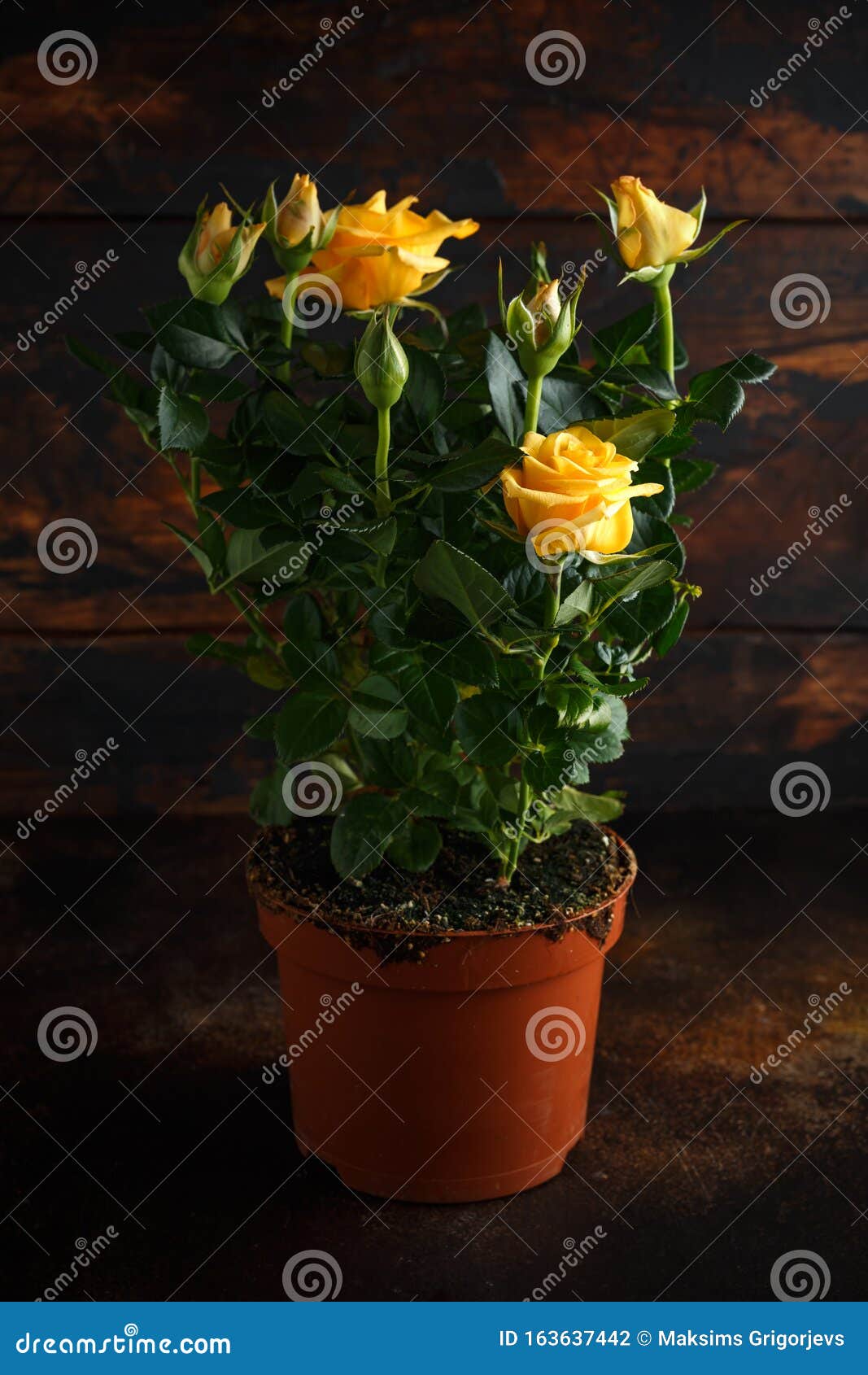 Yellow Mini Rose Bush, House Plant on Rustic Table Stock Photo - Image ...