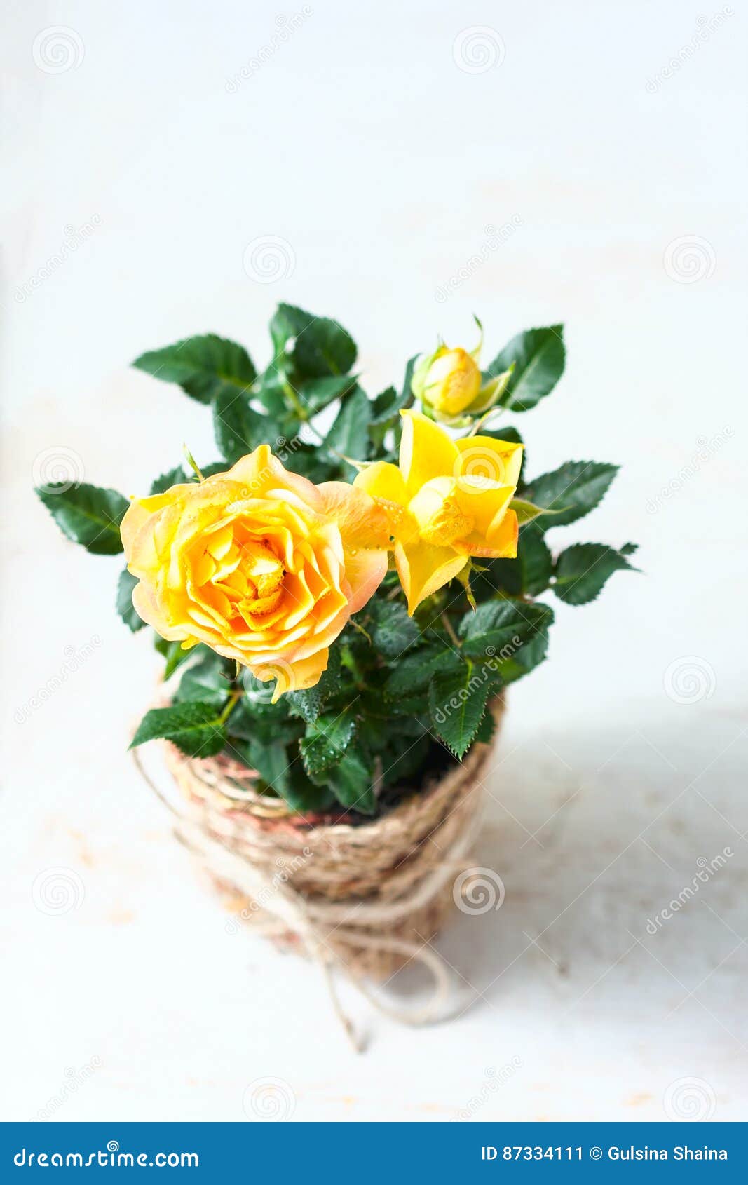 Yellow Mini Rose Bush on White Background. Gardening, Flowers. Stock ...