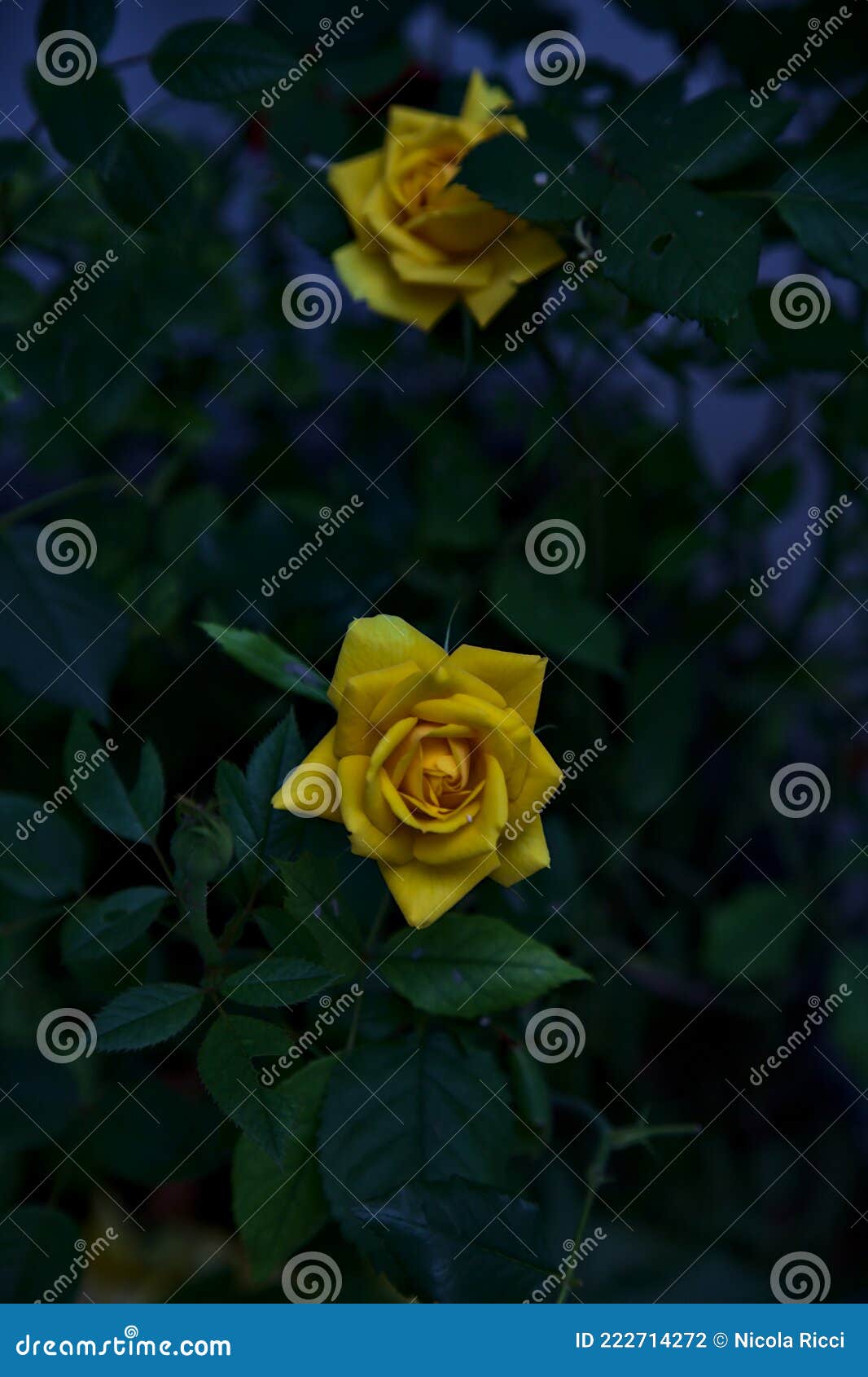 Yellow Miniature Rose in Bloom with Foliage on a White Background Stock ...