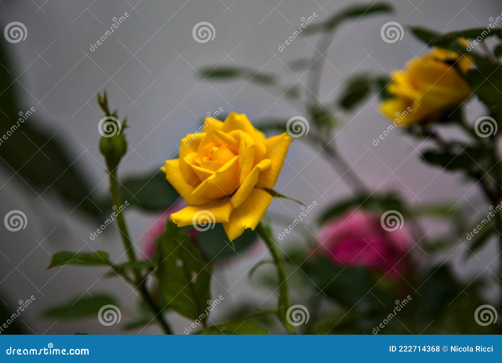 Yellow Miniature Rose in Bloom with Foliage on a White Background Stock ...