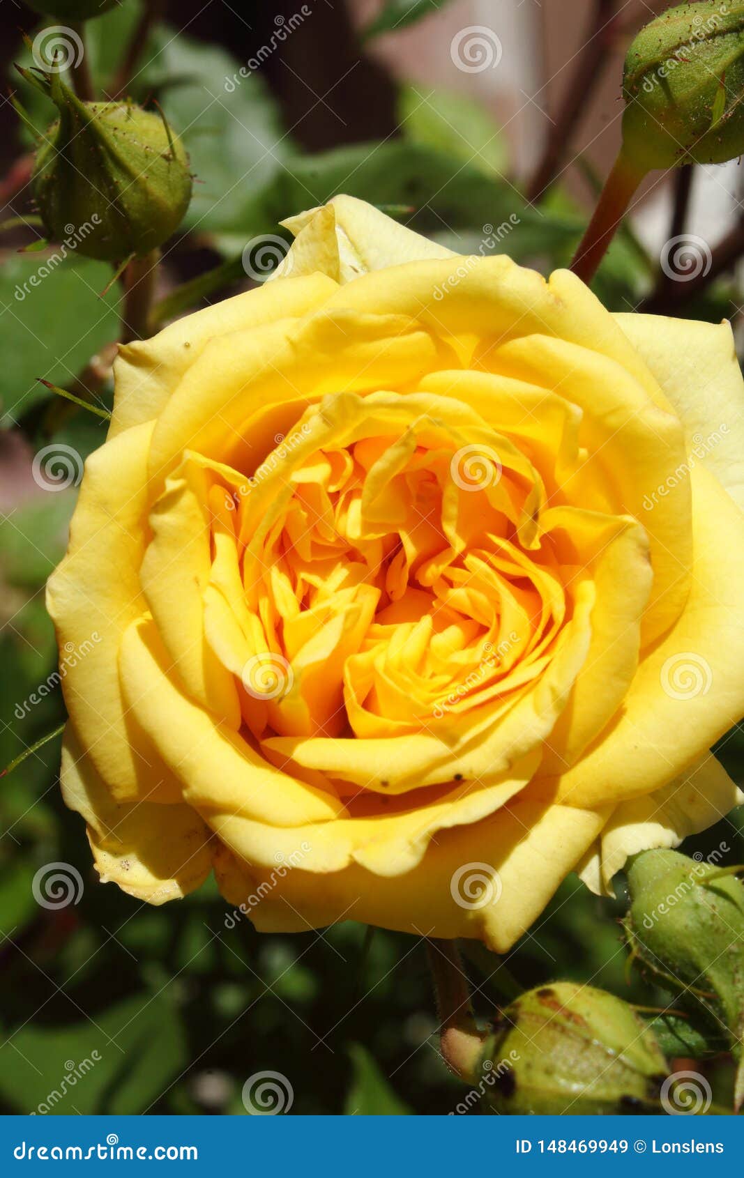 A Yellow Miniature Rose Centered Surrounded by Buds and Foliage. Stock ...