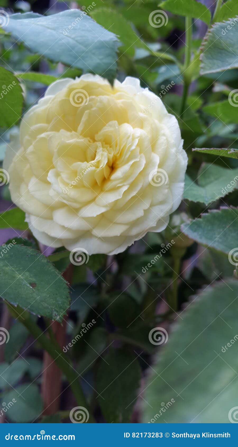 Yellow miniature rose stock image. Image of blossom, cute - 82173283