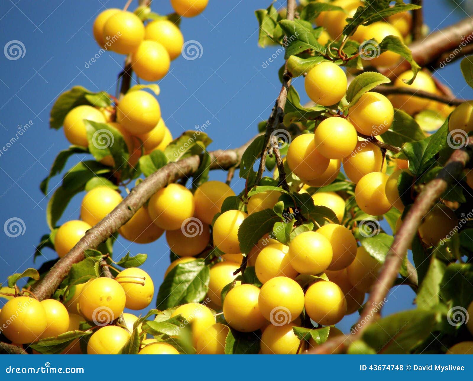 Yellow mirabelle plum stock photo. Image of detail, season - 43674748