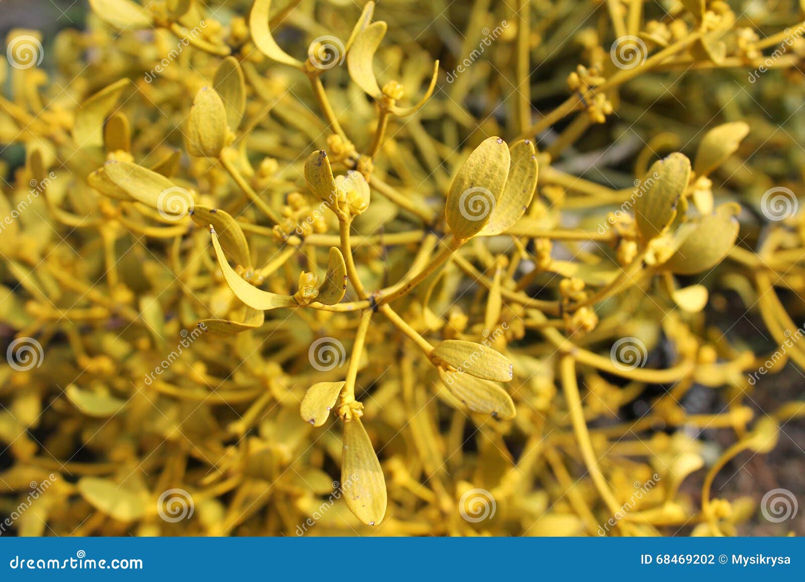 Yellow mistletoe stock photo. Image of parasitic, parasite - 68469202