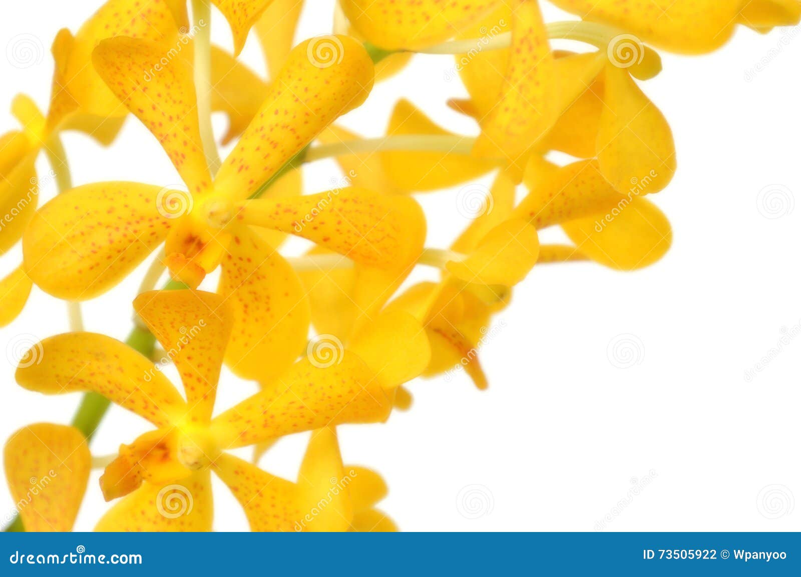Yellow mokara orchid stock photo. Image of thai, orchid - 73505922