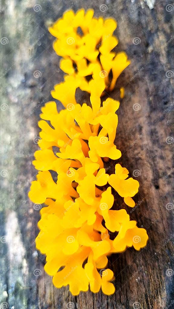 Yellow Mold Grows on Damp Wood Stock Image - Image of mushroom, wood ...