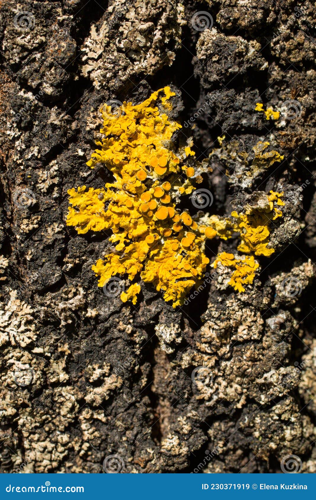 Yellow mold on tree bark stock image. Image of pattern - 230371919