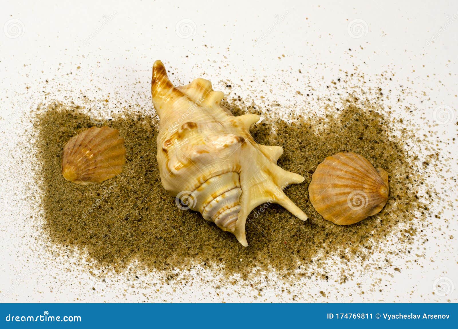 Yellow Mollusk Shells on Yellow Sand Stock Image - Image of sand, mixed ...