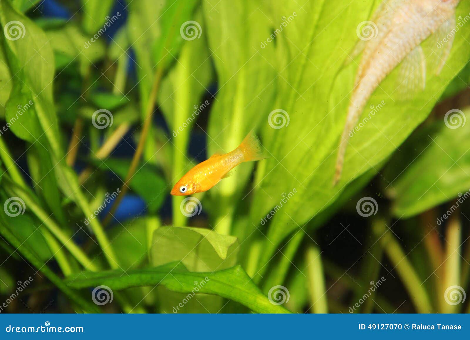 Yellow molly stock photo. Image of aquarium, plants, fish - 49127070