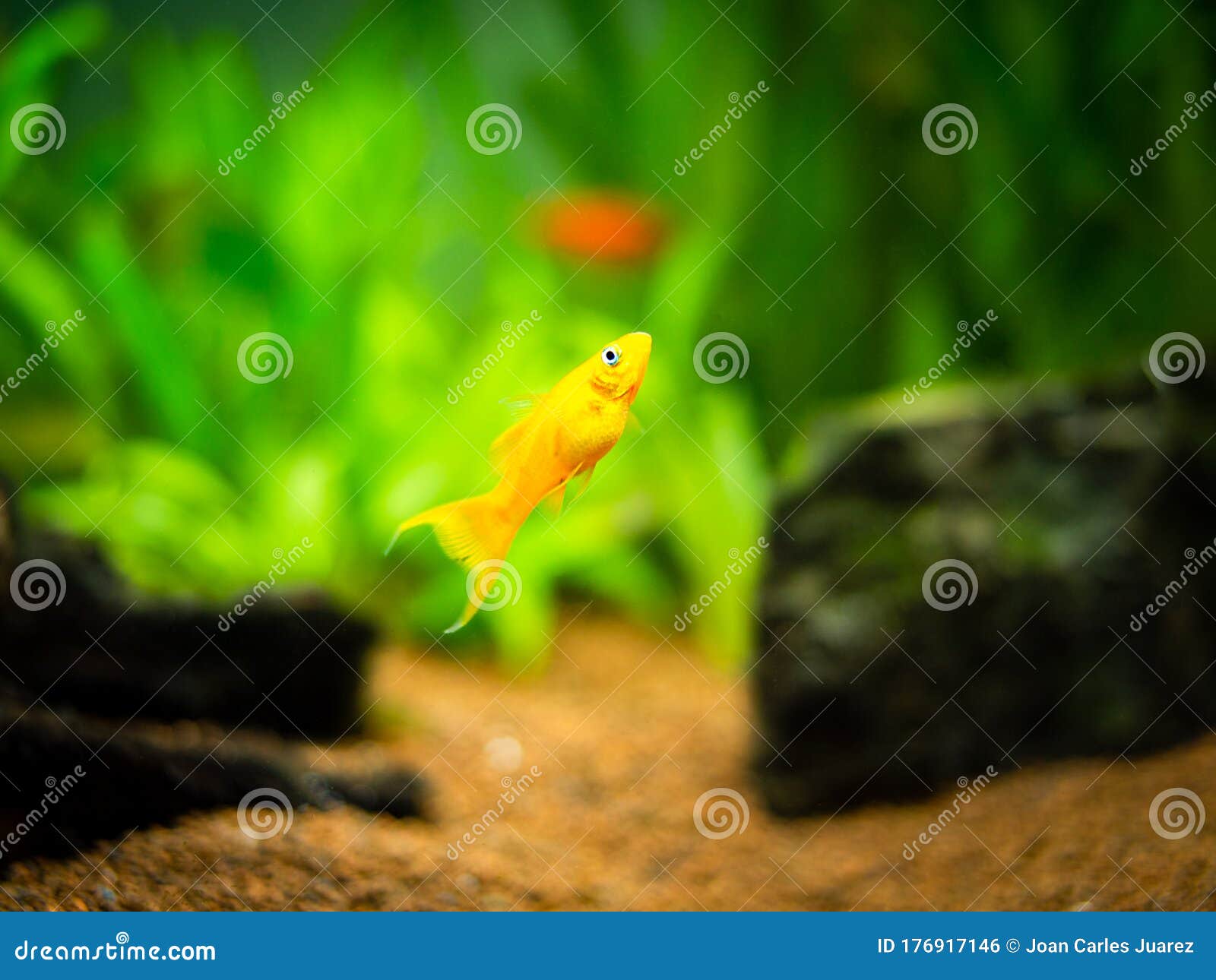 Yellow Molly Fish Poecilia Sphenops Swimming On A Fish Tank With ... Yellow Molly Fish Poecilia Sphenops Swimming On A Fish Tank With ...