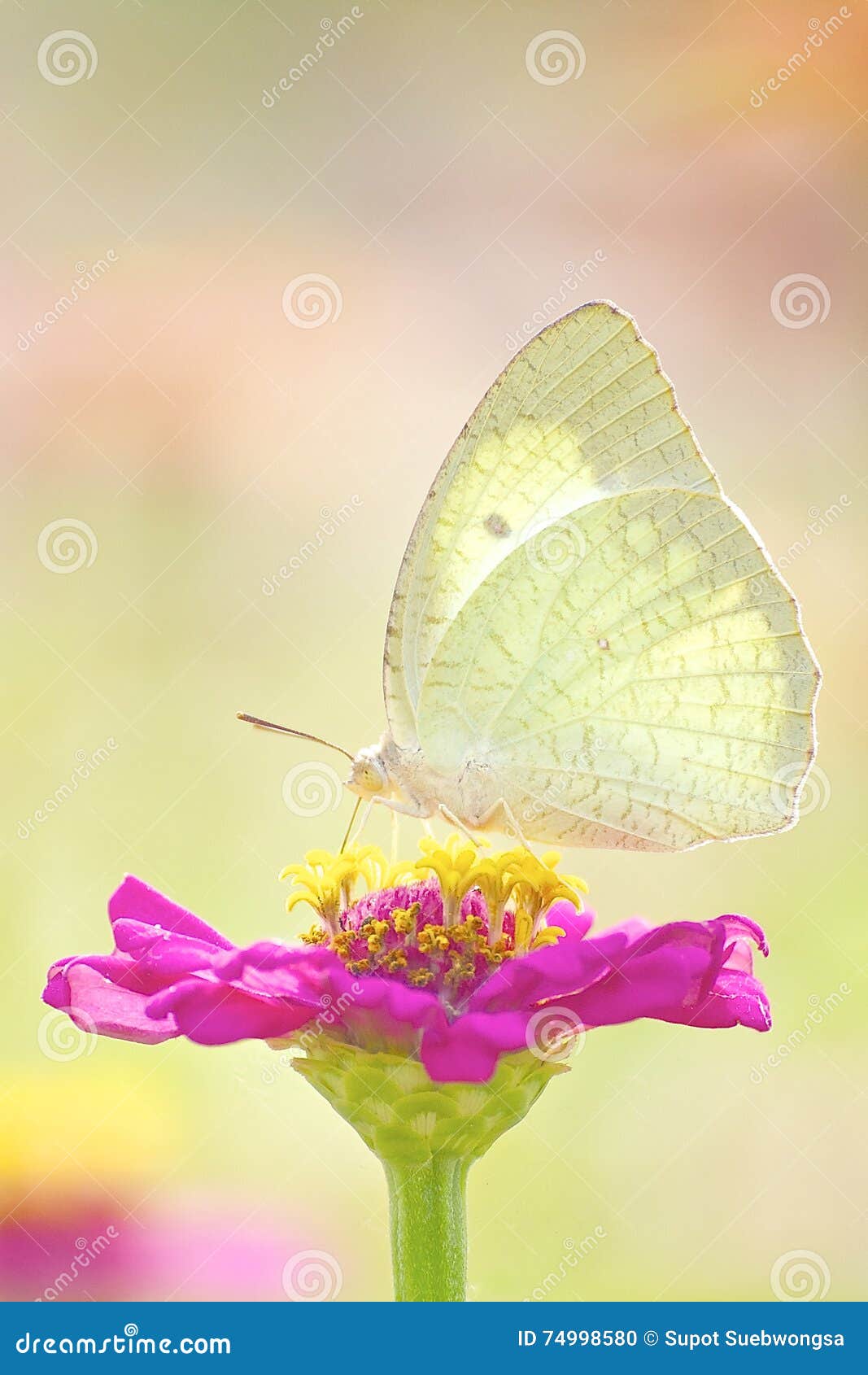 Yellow Monarch butterfly stock photo. Image of elegant - 74998580