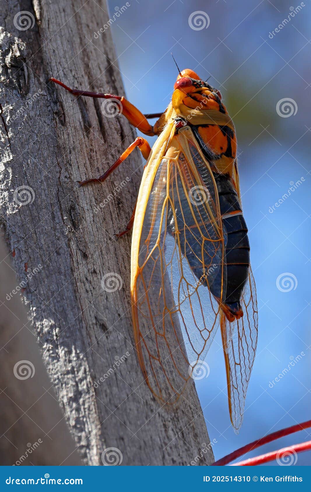Yellow Cicada Overview In Dry Vegetation - Cicada Orni Royalty-Free ...