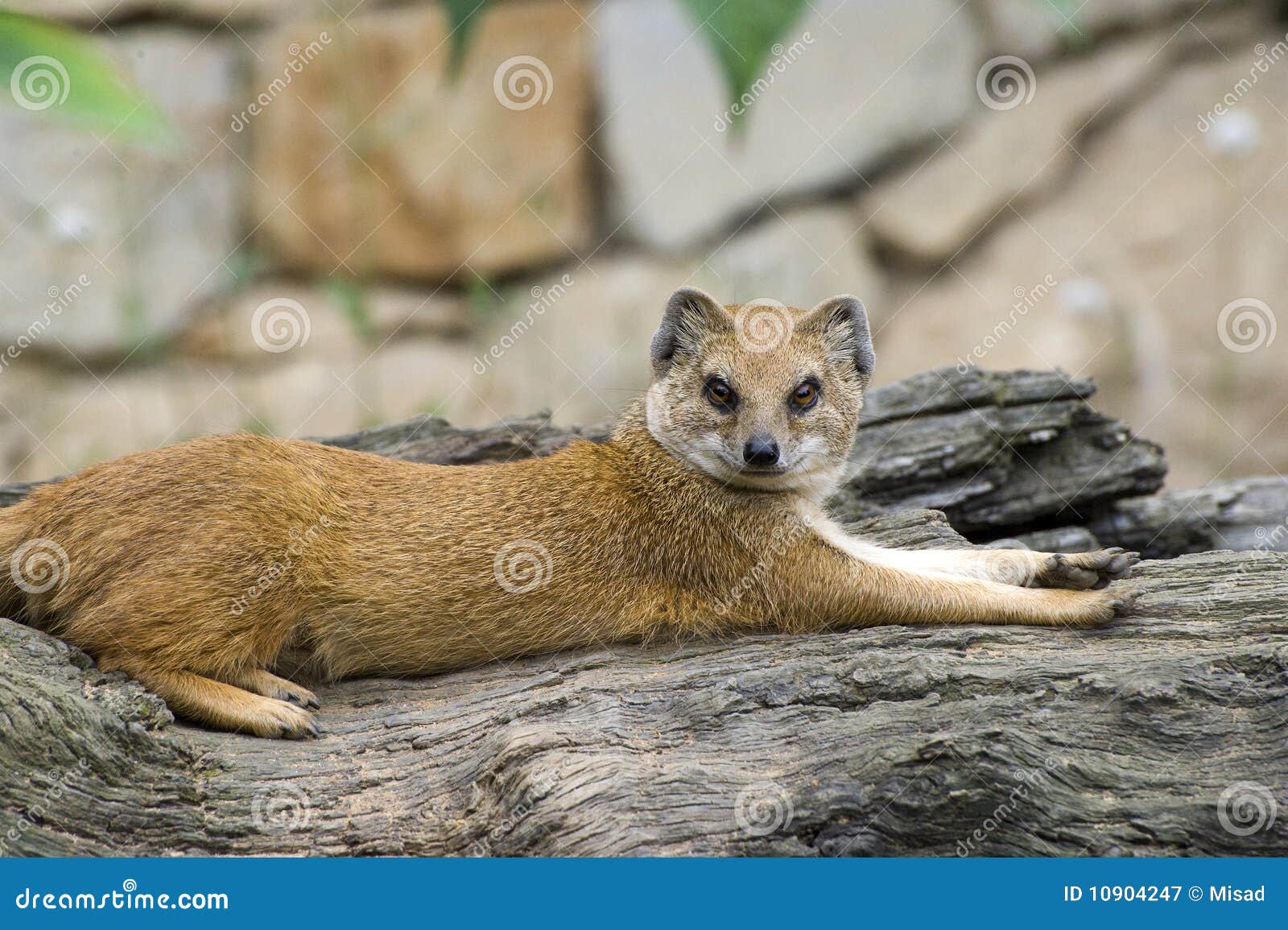 Yellow Mongoose stock image. Image of animal, penicillata - 10904247