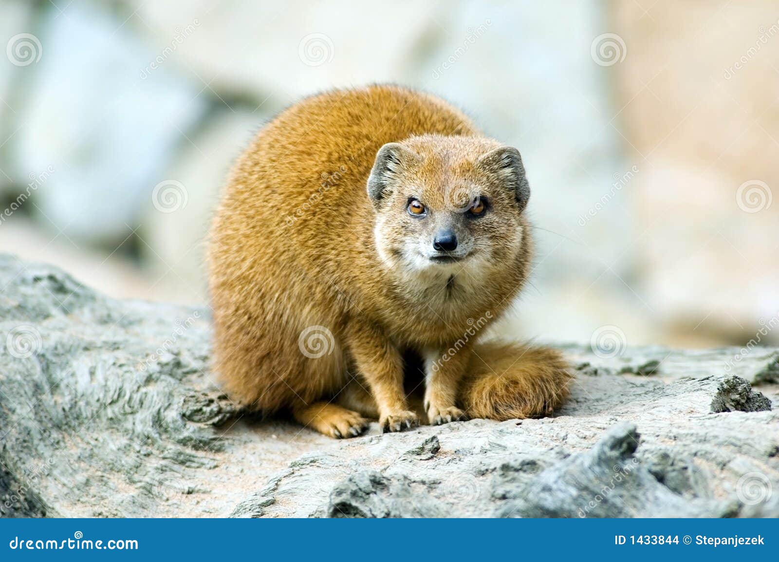 Yellow mongoose stock photo. Image of nature, yellow, creature - 1433844
