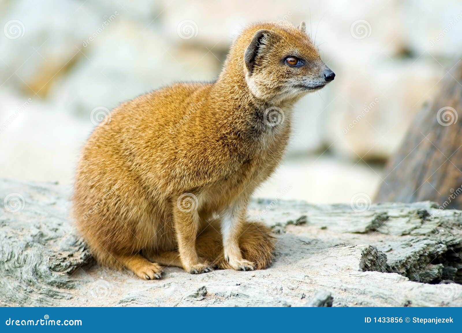 Yellow Mongoose - Cynictis Penicillata Or The Red Meerkat, Is A Member ...