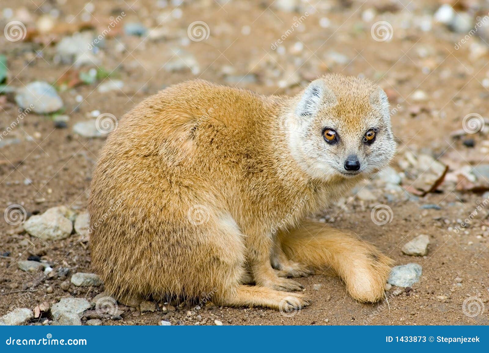 Yellow Mongoose - Cynictis Penicillata Or The Red Meerkat, Is A Member ...