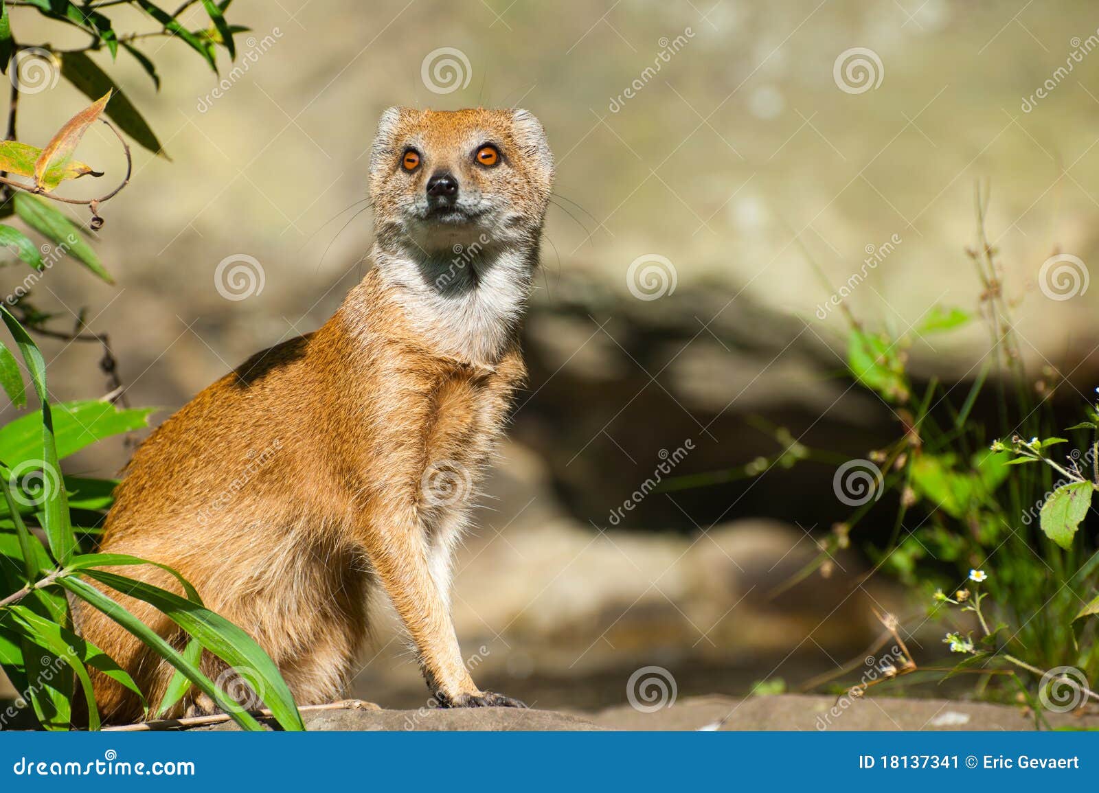 Yellow Mongoose Cynictis Penicillata Is Standing On Hind Legs Stock ...
